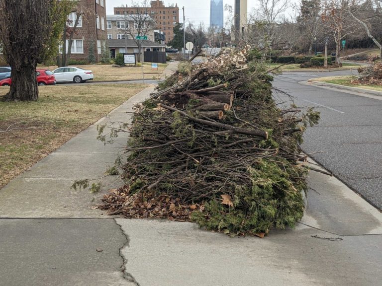 Downtown Tree Limb Pickup & Removal – Downtown OKC